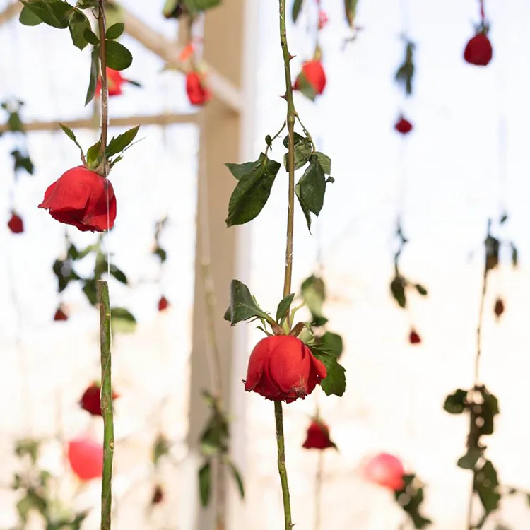 درباره ما - هپی رایز